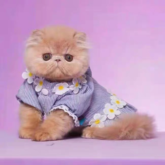 平台推荐 纯种加菲猫 加菲猫 买只宠物 专业的宠物购买平台,覆含宠物狗、宠物猫、小宠等分类,100实拍,30天健康保障,提供担保交易,让您买到健康可爱的宠物