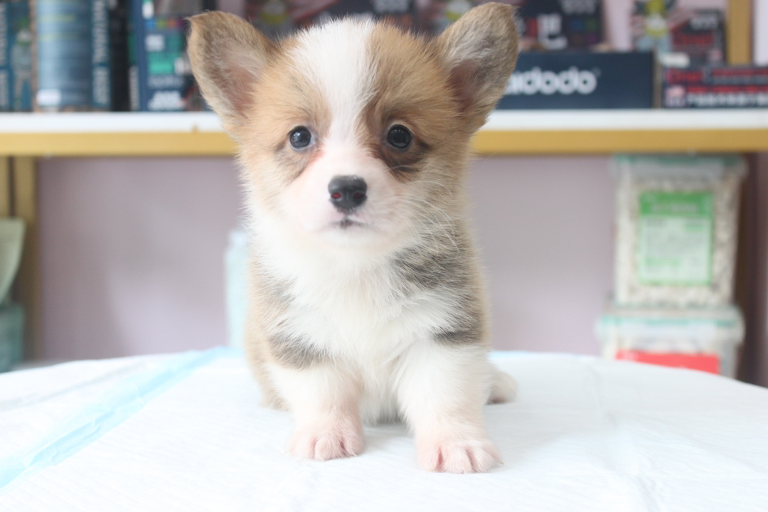 可爱 活泼 健康 - 柯基 | 买只宠物 - 专业的宠物购买平台，覆含宠物狗、宠物猫、小宠等分类，100%实拍，30天健康保障，提供担保交易 ...