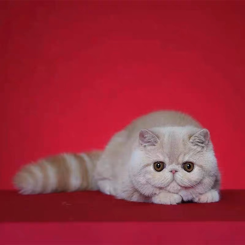 加菲猫 加菲猫 买只宠物 专业的宠物购买平台,覆含宠物狗、宠物猫、小宠等分类,100实拍,30天健康保障,提供担保交易,让您买到健康可爱的宠物