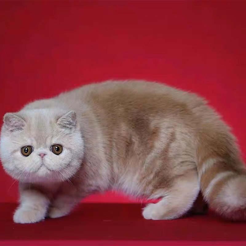 加菲猫 加菲猫 买只宠物 专业的宠物购买平台，覆含宠物狗、宠物猫、小宠等分类，100实拍，30天健康保障，提供担保交易，让您买到健康可爱的宠物