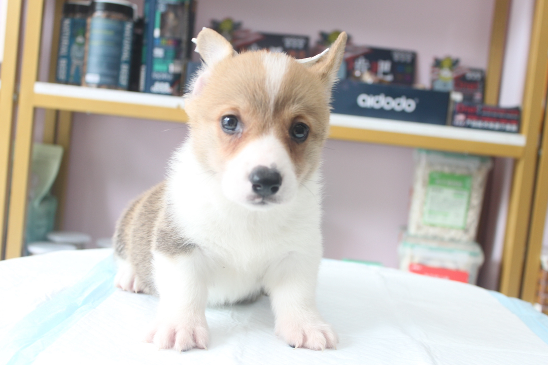 可爱 健康 活泼 - 柯基 | 买只宠物 - 专业的宠物购买平台，覆含宠物狗、宠物猫、小宠等分类，100%实拍，30天健康保障，提供担保交易 ...